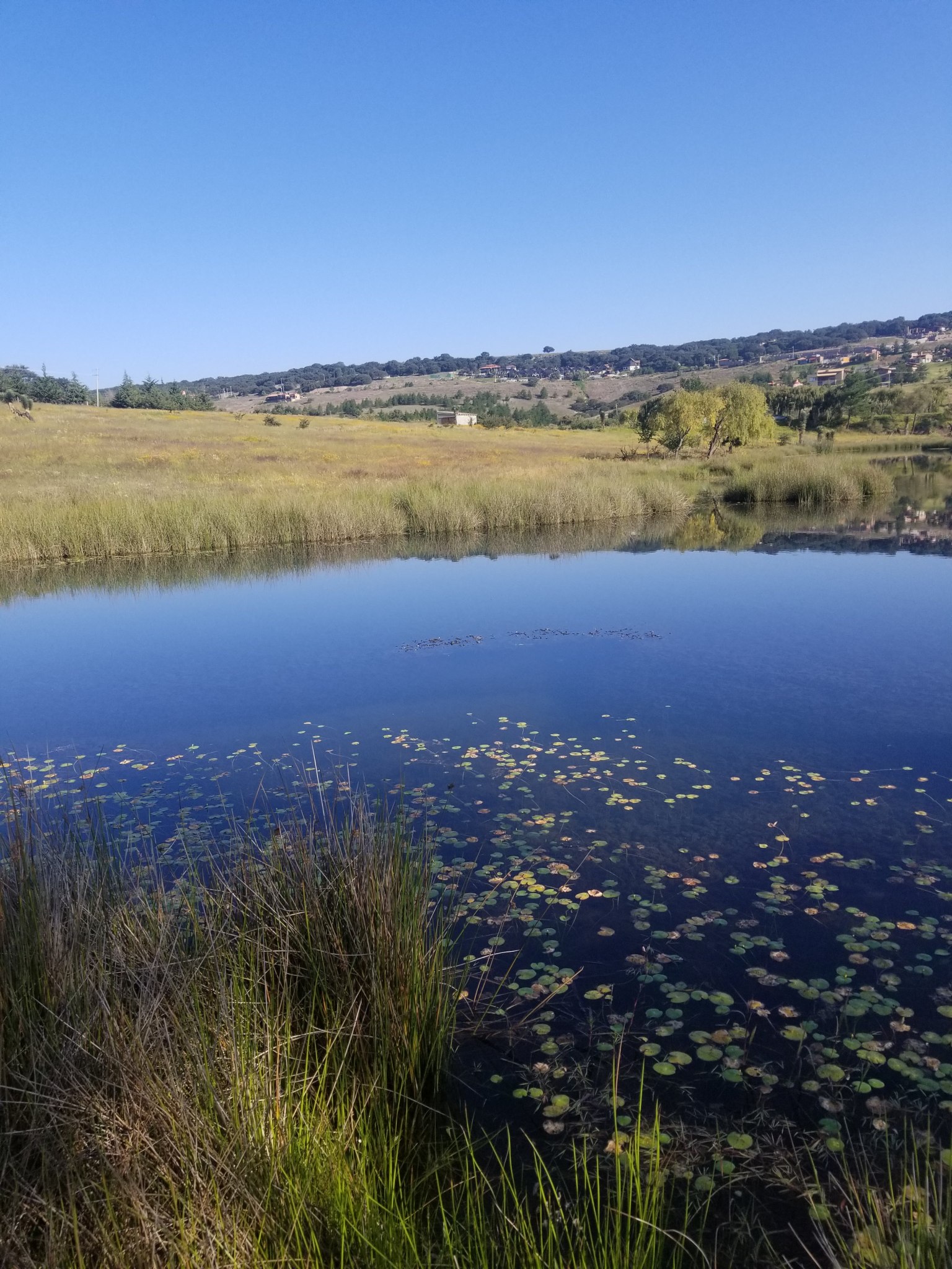 Maestros – Jesús Ruelas Journal